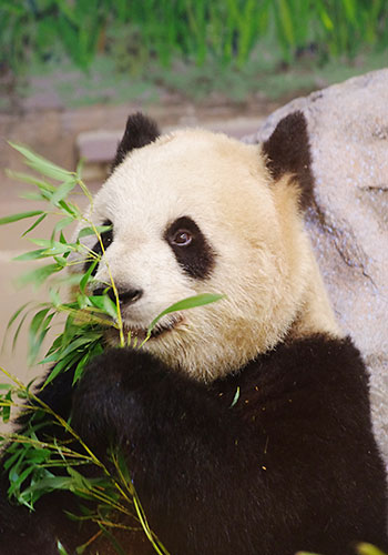 OVC Prof Detects Pregnancy of First Giant Panda Cubs Born in Canada - U ...