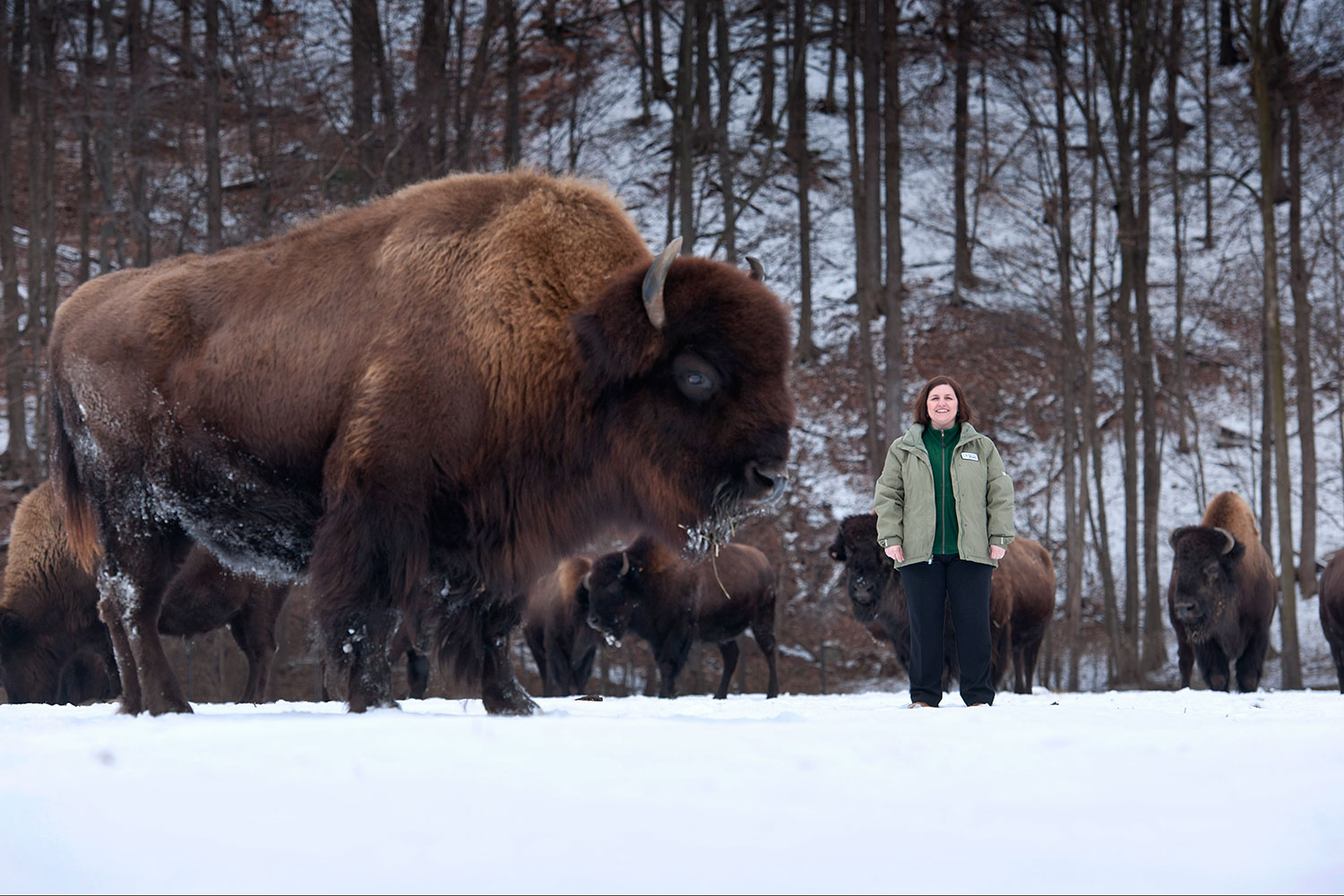 Reproductive Research Focuses on Preserving Iconic Canadian Species - U ...