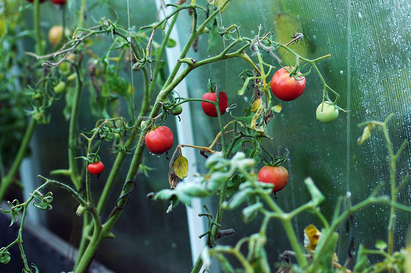 Robots See Red When Picking Tomatoes - U of G News
