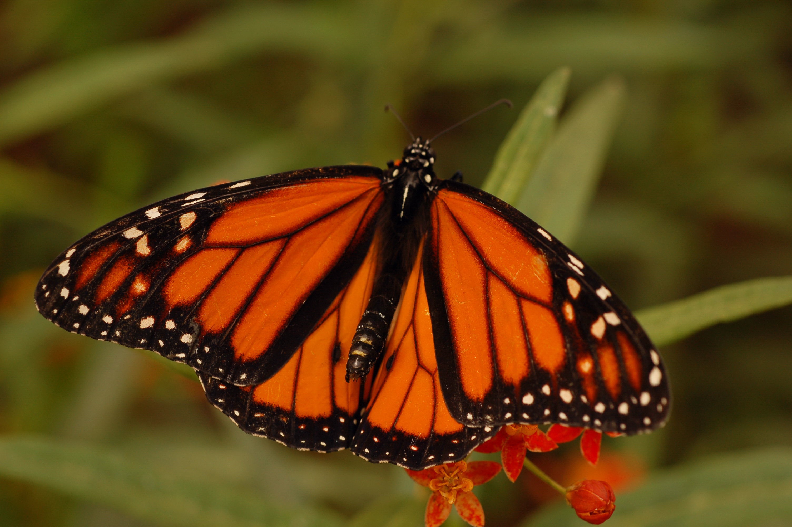 Monarch Butterfly Research Featured in Toronto Star - U of G News