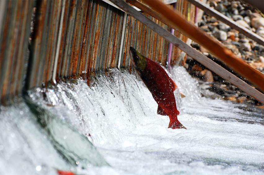 Pipelines Affect Health, Fitness of Salmon, Study Finds - U of G News