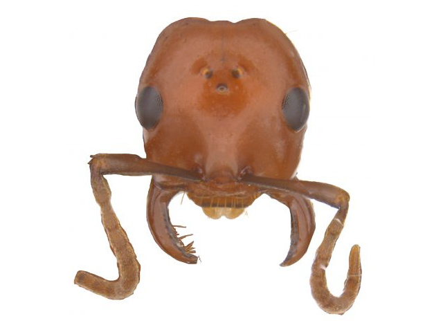 Profs Using Social Media to Track Social Insects, Publishing Findings ...