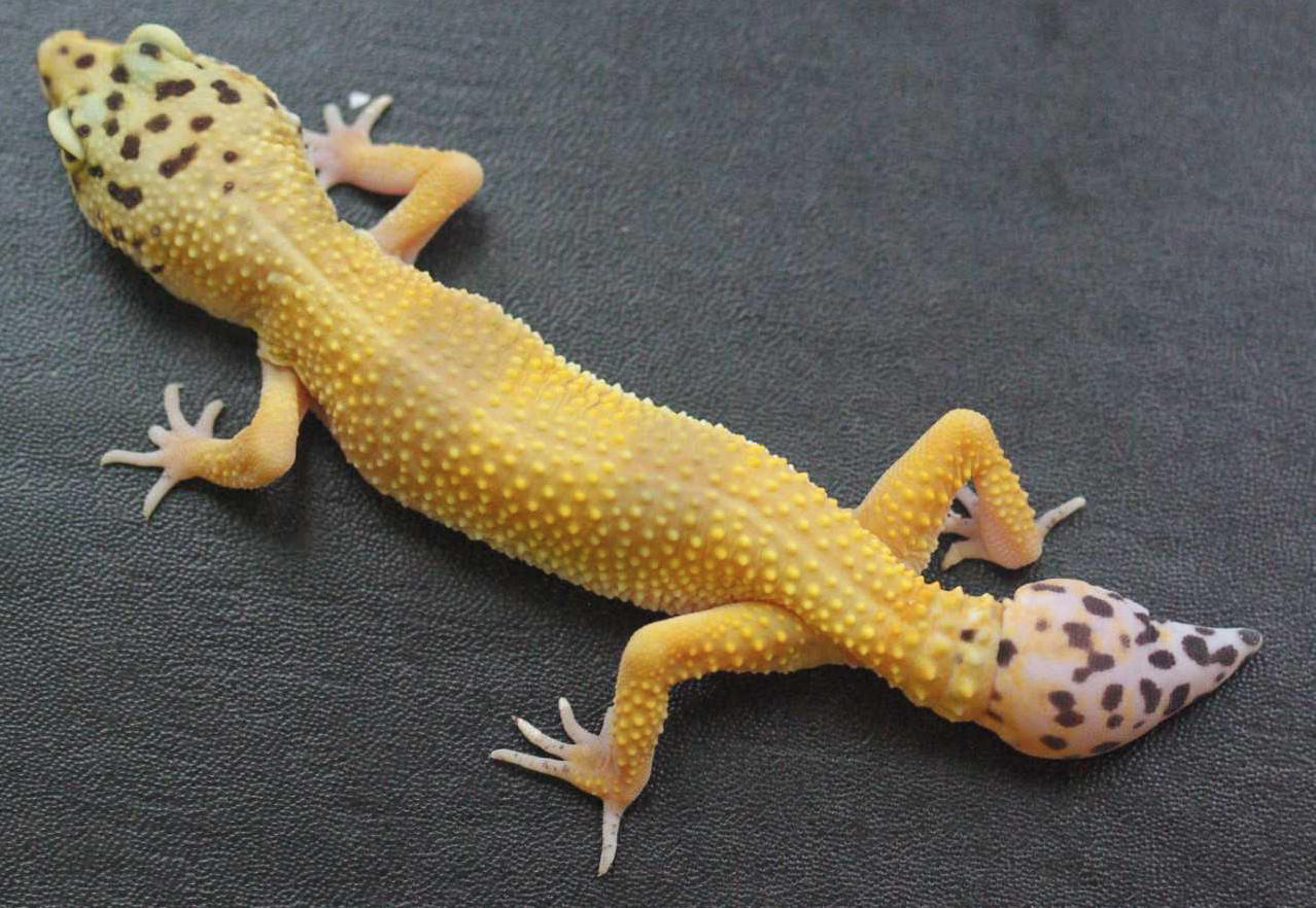 U of G Study First to Identify Cells Driving Gecko’s Ability to Regrow ...
