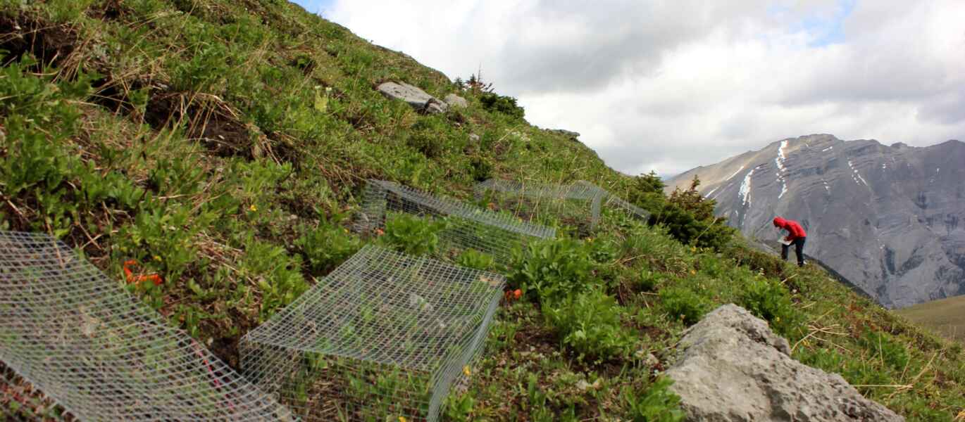 Climate Change-Induced March of Treelines Halted by Unsuitable Soils ...