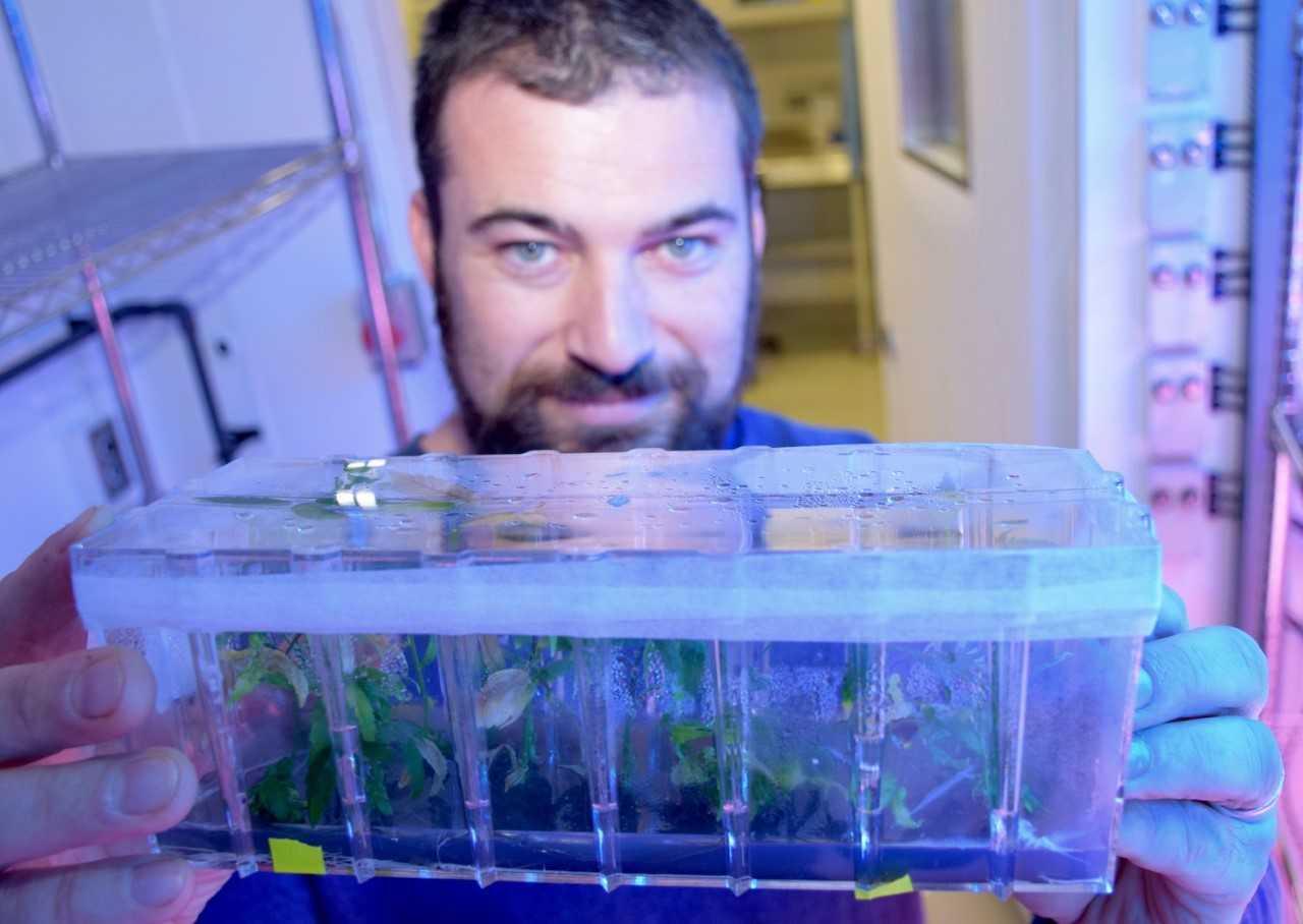 U of G Granted Licence to Grow Cannabis for Research - U of G News