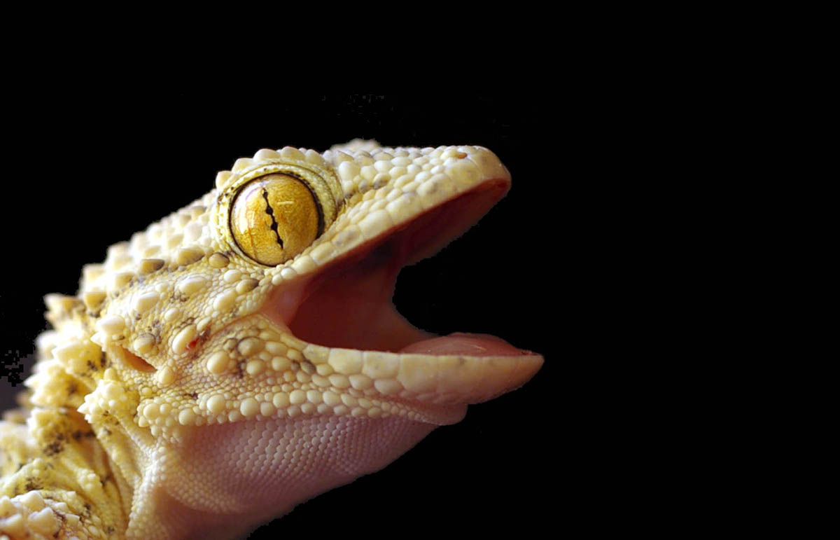 U of G Scientist Wins International Award to Study Bone Plates in ...