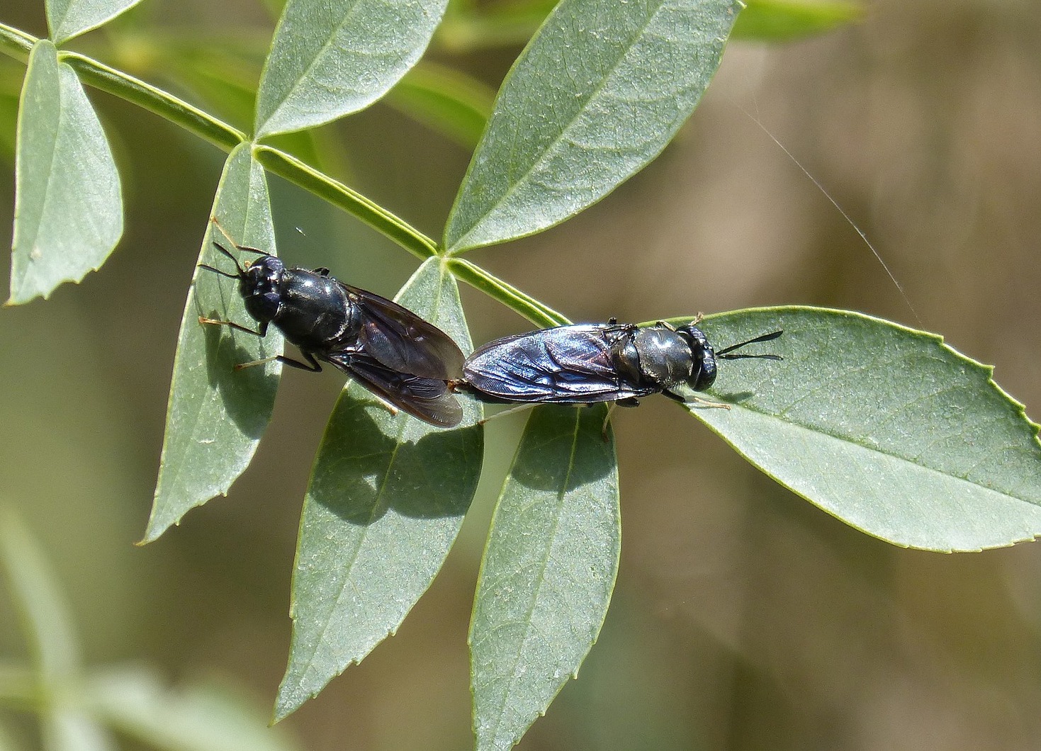 Blackfly Population Could Be Buzzing Around All Summer - U of G News
