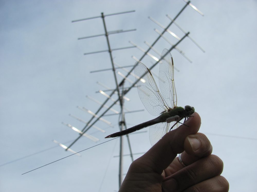 Wind, Warmth Boost Insect Migration, First-Ever U of G Study Reveals ...