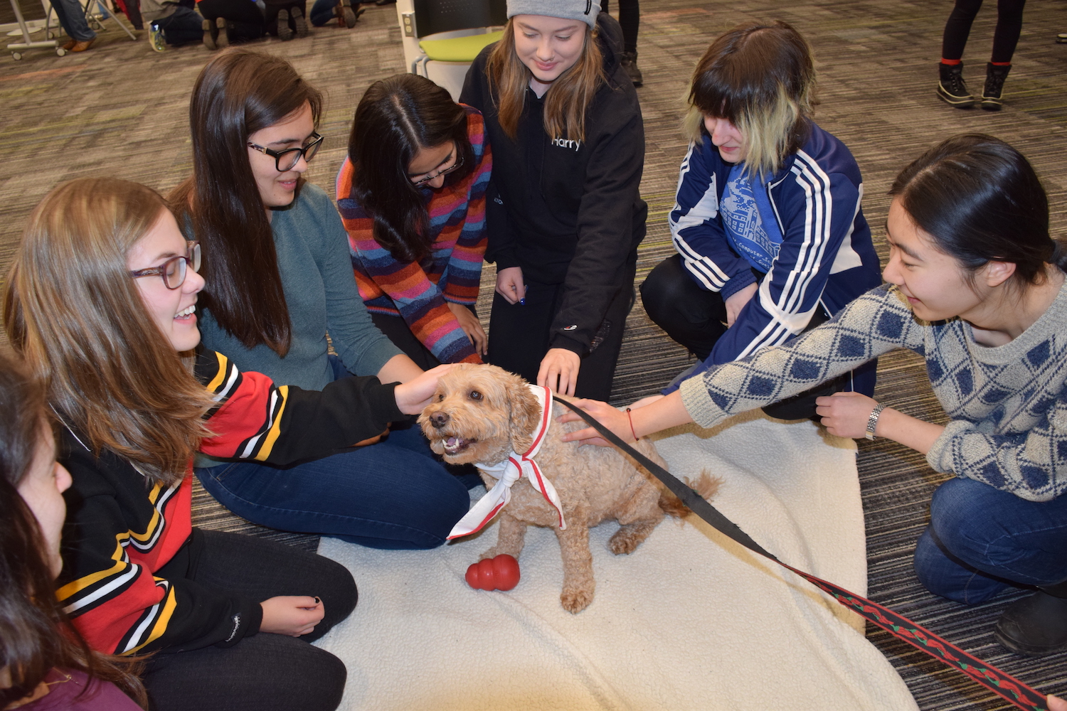 Need a Break? Take a Paws With Therapy Dogs - U of G News