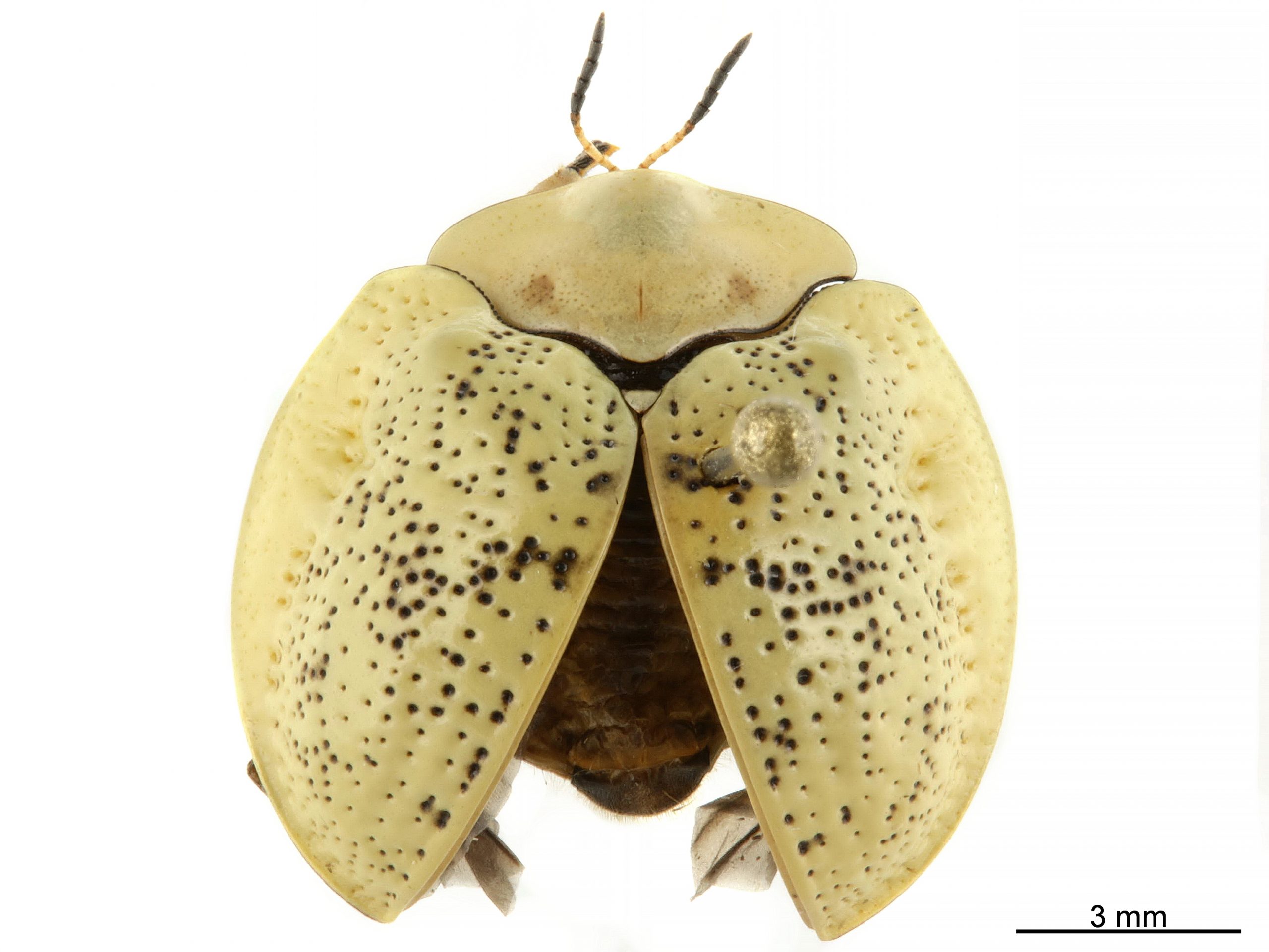 Collection at Centre for Biodiversity Genomics Surpasses 5 Million Specimens - U of G News