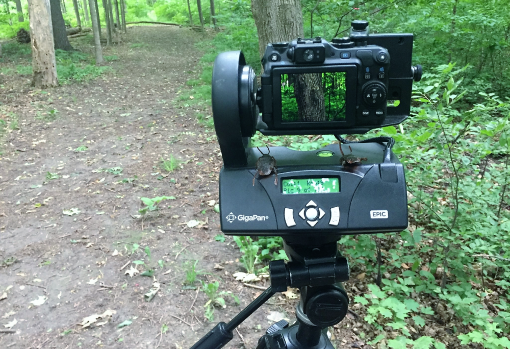 U of G Learning Forest Goes Global, Virtually - U of G News