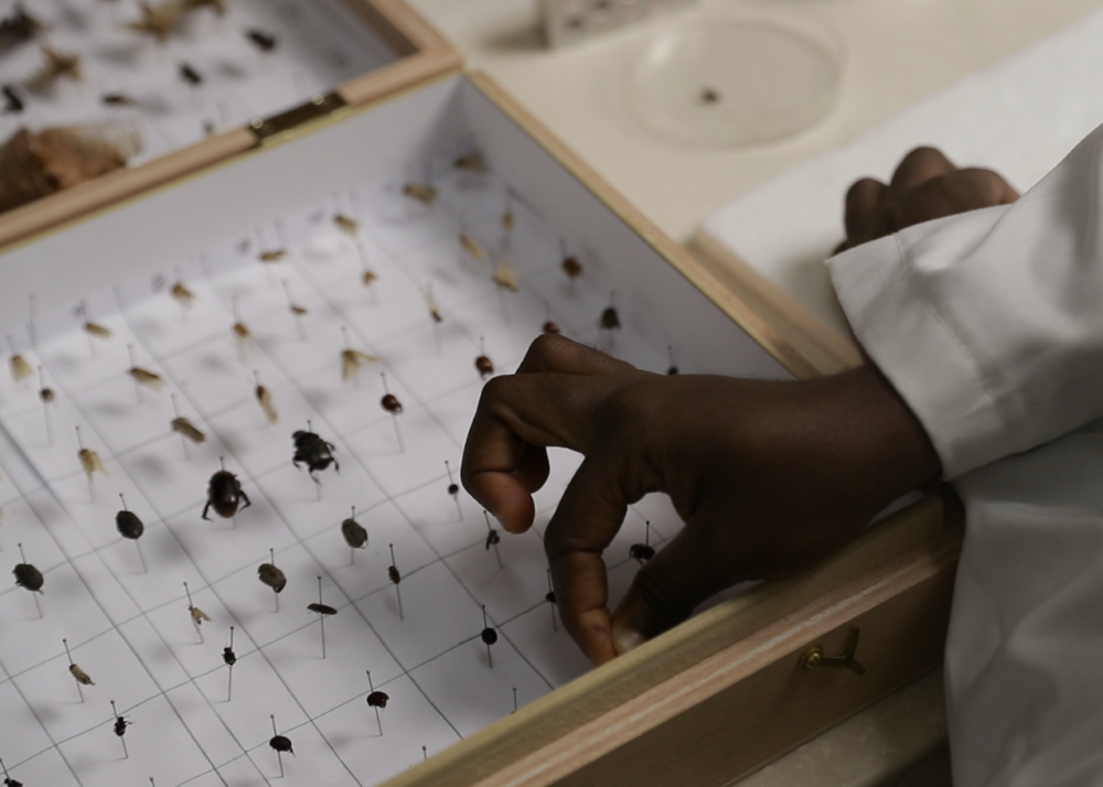 Insect Barcoding Project Helps to Combat Malaria in Africa - U of G News