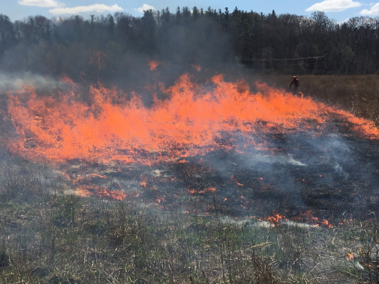 U of G Researcher Setting Fires to Save Plant Biodiversity - U of G News
