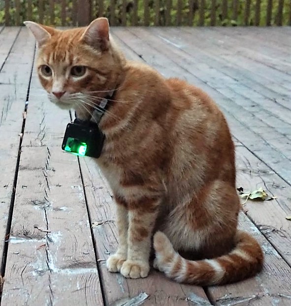 Researchers Using ‘Catcams’ to Study Felines’ Outdoor Behaviour - U of ...