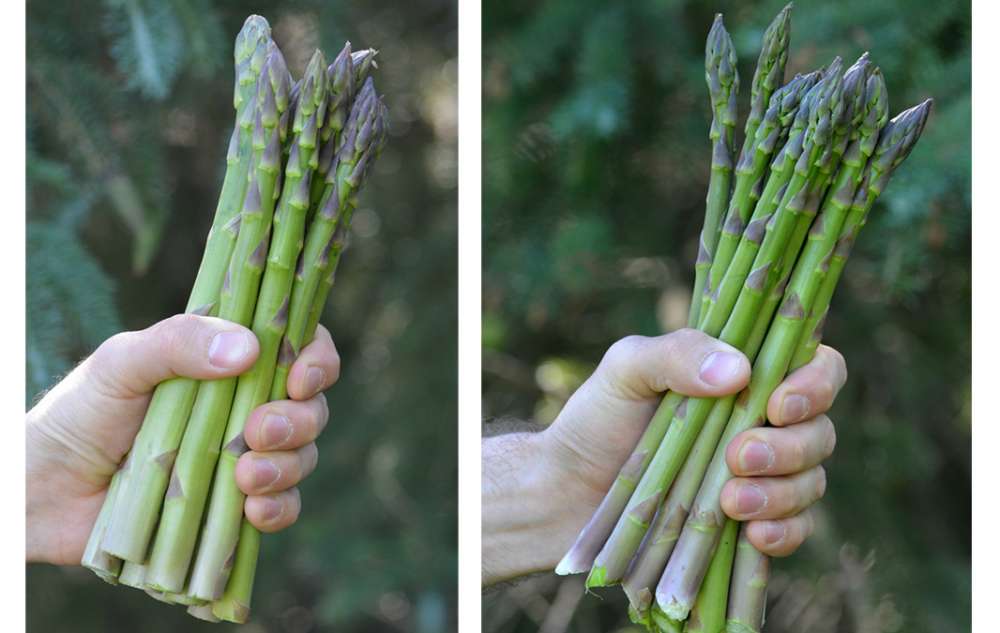 U of G Asparagus Research Yielding Strong, Successful Varieties - U of G News