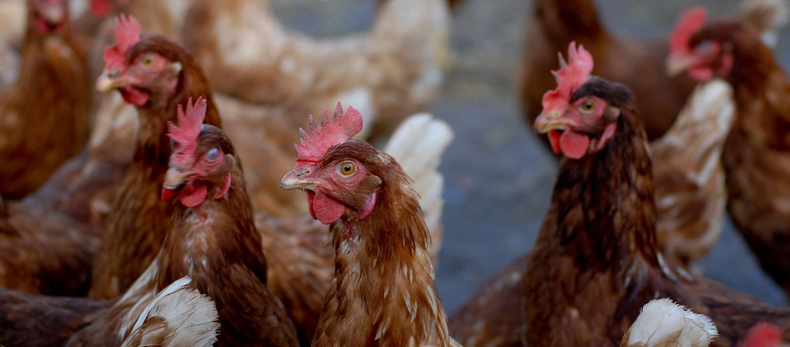 Ontario Investing in New Poultry Research Centre - U of G News