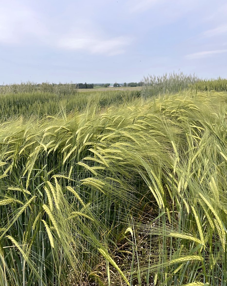 $ 2M Gift to Support Field Crops Research, Teaching at U of G’s ...