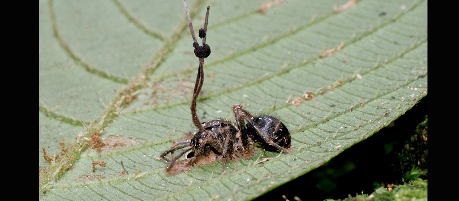‘The Last of Us’ Fungus Unlikely to Cause Apocalypse: U of G ...