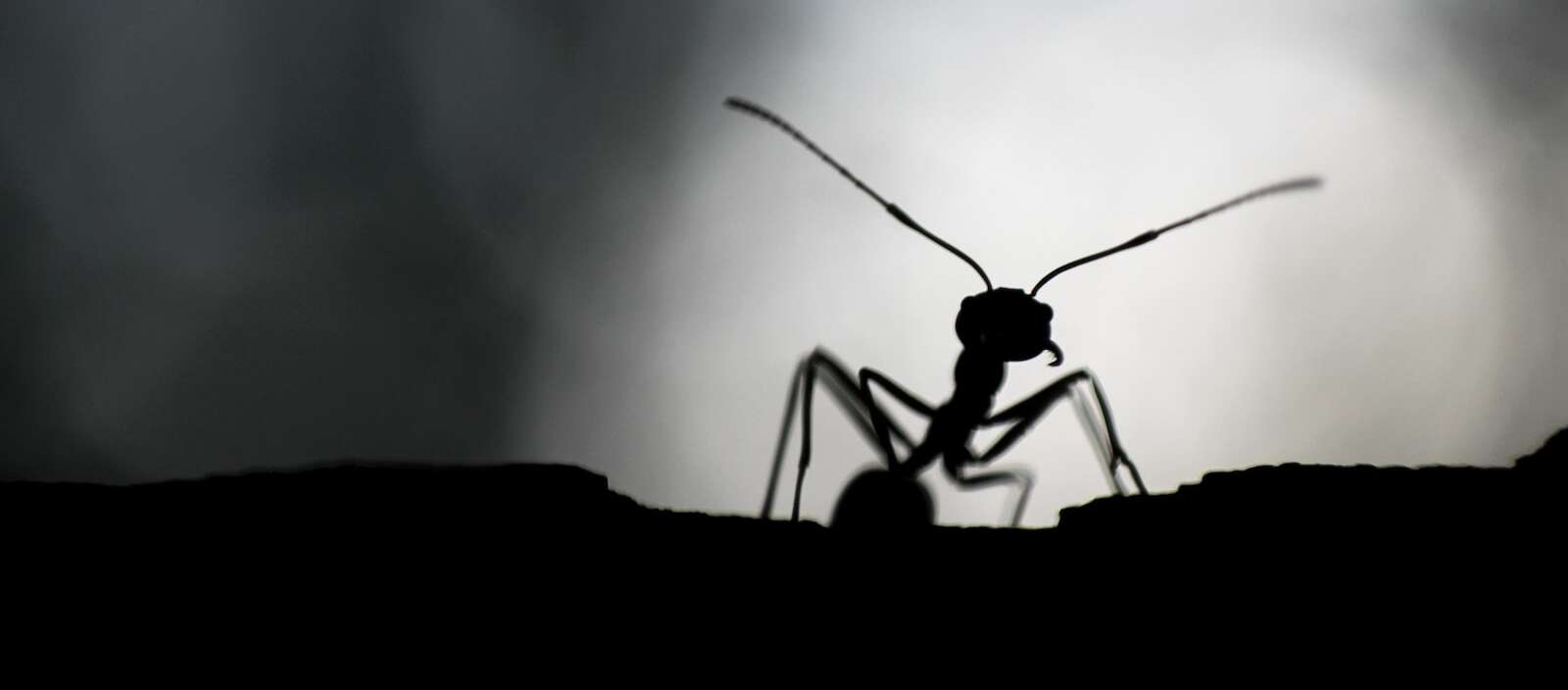 Could Fungi-Infected Insects Cause a Human Apocalypse? U of G ...