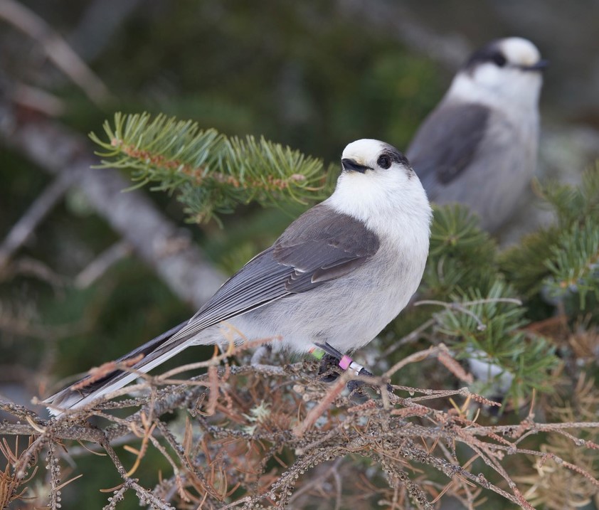 Sibling Rivalry Pays Off for Canada Jays, U of G Research Finds - U of ...