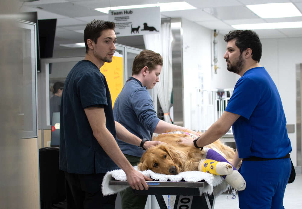 ICU Expansion Modernizes Veterinary Care, Training, Research at U of G ...