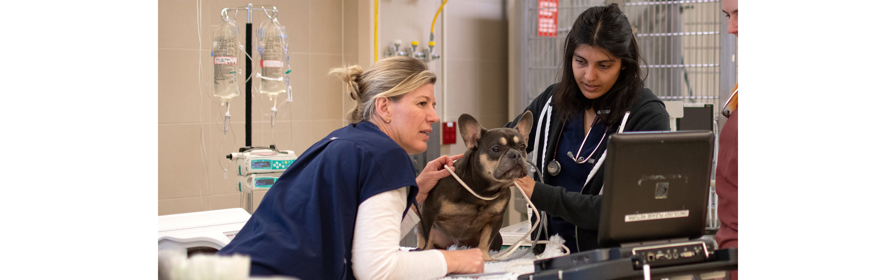ICU Expansion Modernizes Veterinary Care, Training, Research at U of G ...