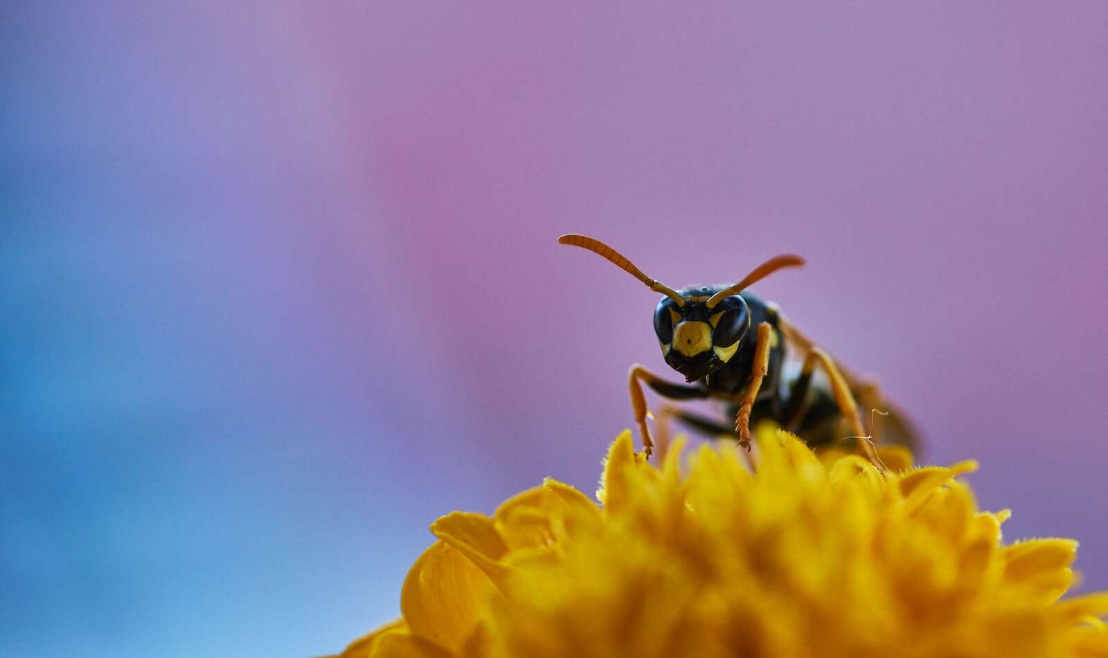 Hornet Invasion in U.S. Flagged Earlier This Year by U of G Researcher ...
