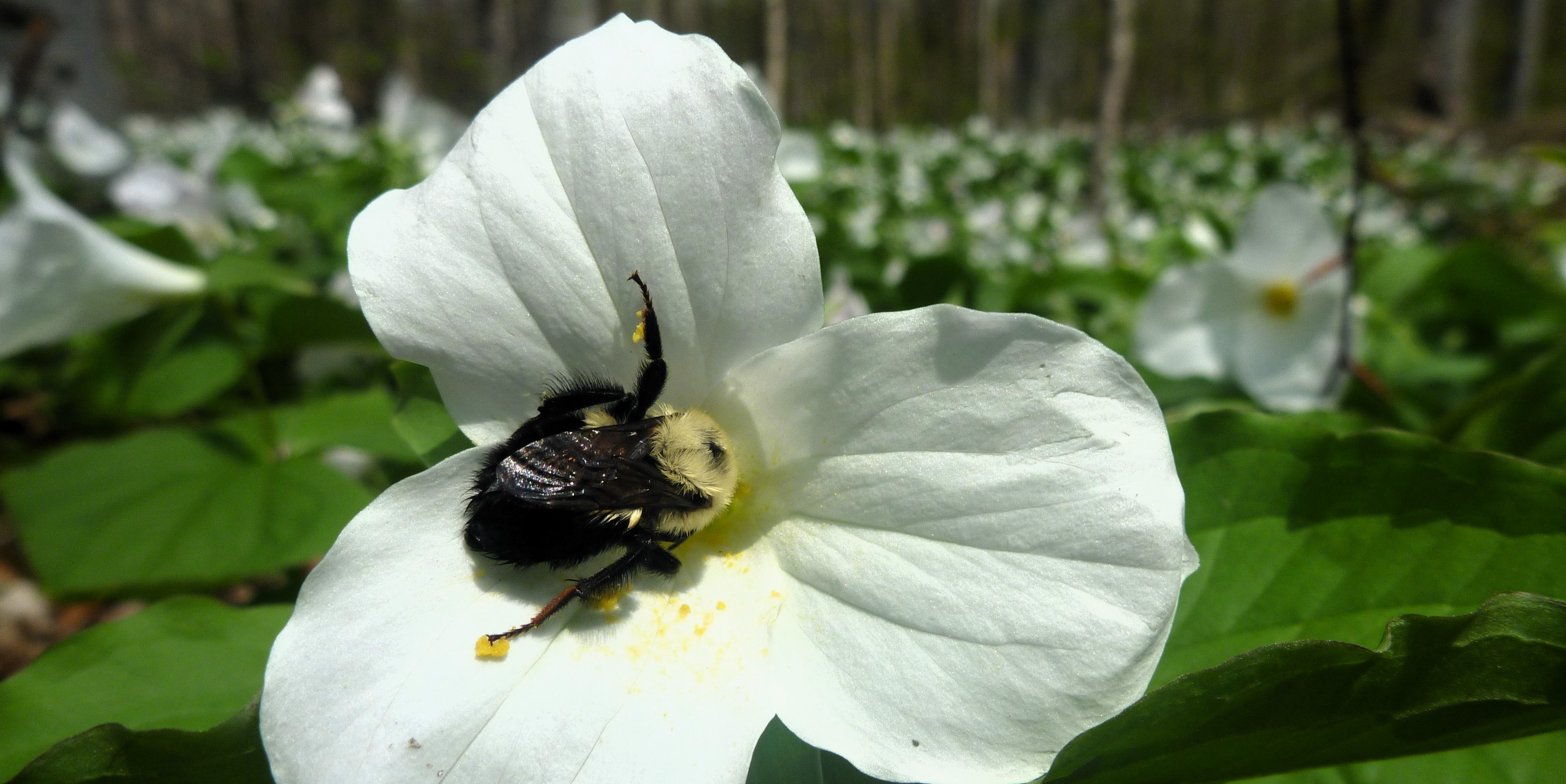 Queen Bumblebees Can Survive Underwater, Finds New U of G Research - U ...