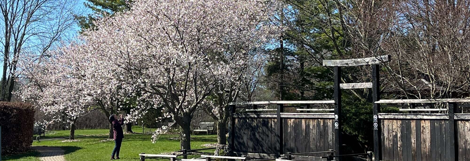 Spring is in Bloom at the Arboretum - U of G News