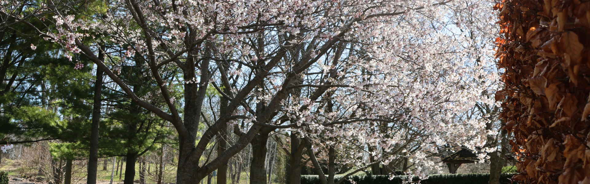 U of G Arboretum Awarded For Conserving Ontario’s Natural History - U ...