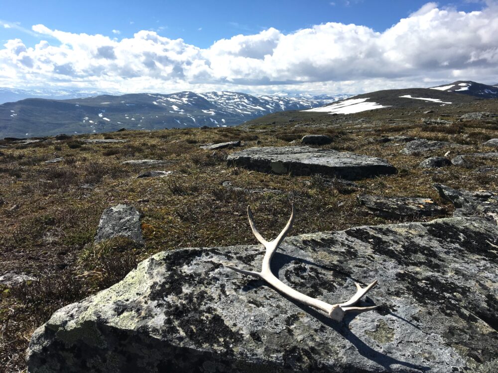 World Getting ‘Greener and Bushier’ But Many Regions Threatened: U of G ...